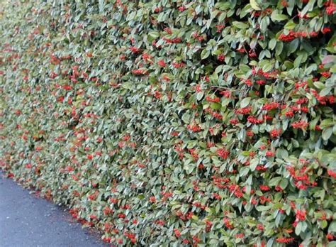 Buy Cotoneaster Lacteus Milkflower Cotoneaster Hedging Or Late Cotoneaster
