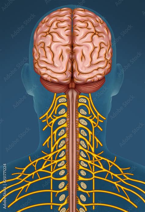 Esquema De Los Nervios Cervicales Humanos Stock Illustration Adobe Stock