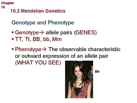 Mendelian Genetics Chapter 10 Sexual Reproduction And Genetics