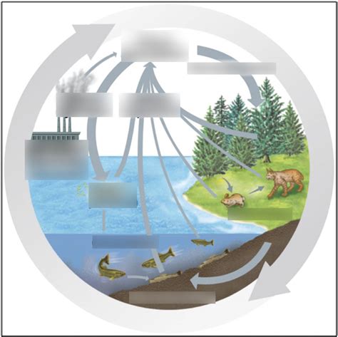 Carbon Cycle Diagram Diagram Quizlet
