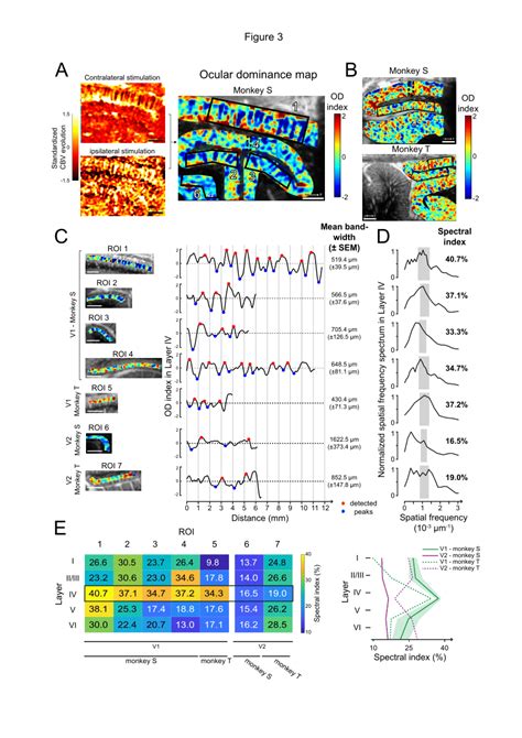Ocular Dominance Maps In The Visual Cortex A Od Map Right Obtained