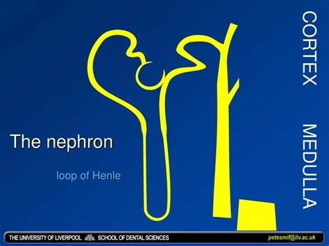 Ppt The Nephron Powerpoint Presentation Free Download Id5044739