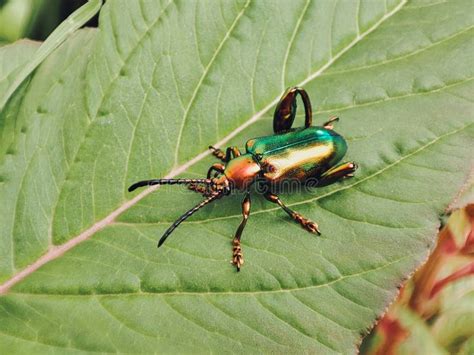 Macro Shoot Of Sagra Femorata Frog Legged Beetle Rest On A Leaf Stock Image Image Of Close