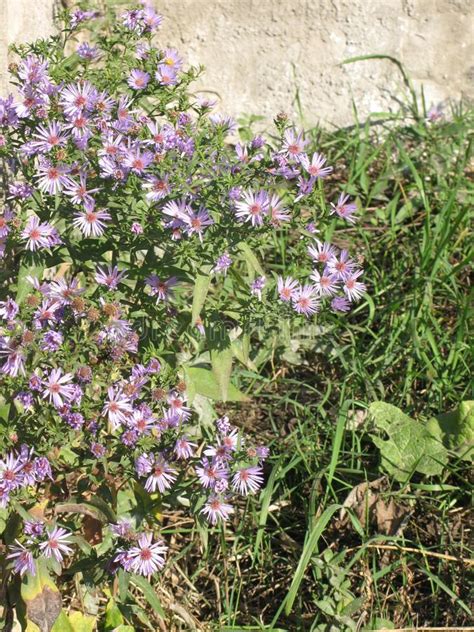 Virgin Violet Asters Stock Image Image Of Garden Bush 131888013