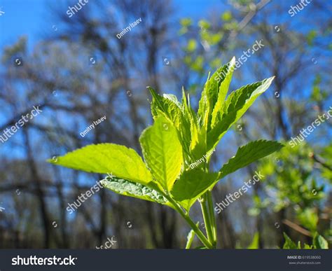 17 Nascent Oxygen Images Stock Photos Vectors Shutterstock