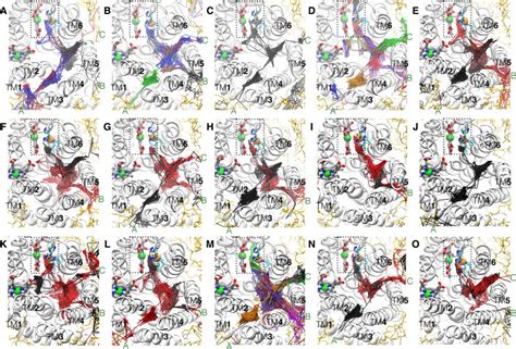 Cytochrome Aa3 Oxygen Reductase Utilizes The Tunnel Observed In The