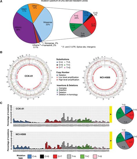 Genome Wide Chemical Mutagenesis Screens Allow Unbiased Saturation Of The Cancer Genome And