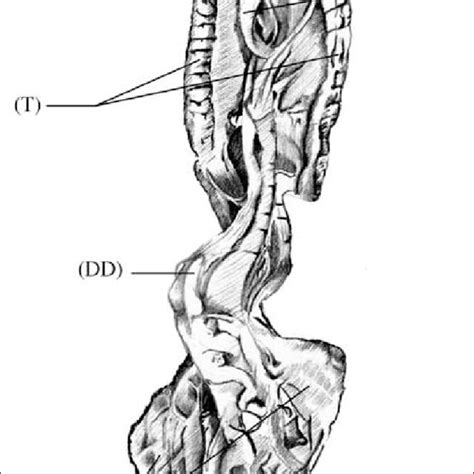 Pdf Reproductive Biology Of Silky Shark Carcharhinus Falciformis Off