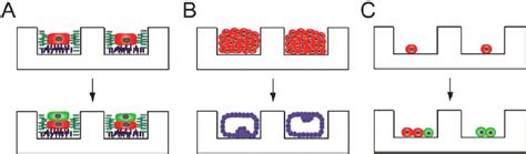 Key Applications Of Microwell Array Platforms In Mammalian Cell Download Scientific Diagram