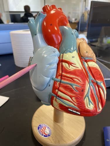 Heart Model Flashcards Quizlet
