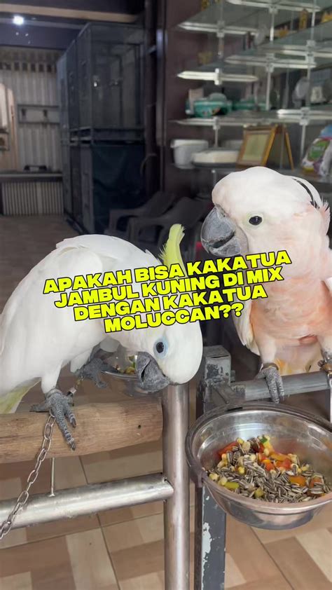 Mix Kakatua Jambul Kuning Dan Moluccan Apa Bisa Tiktok