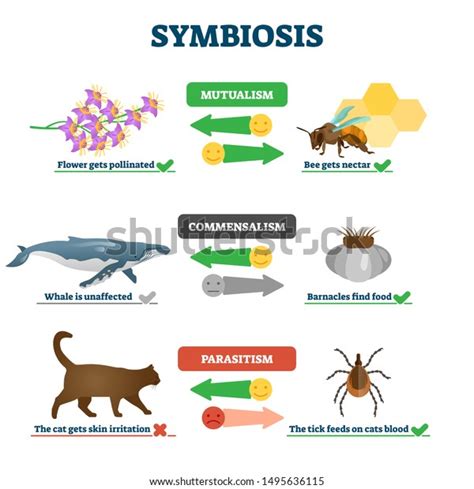 2245 Commensalism Royalty Free Photos And Stock Images Shutterstock