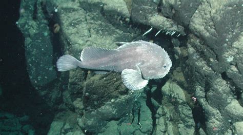 Blobfish OCEAN TREASURES Memorial Library