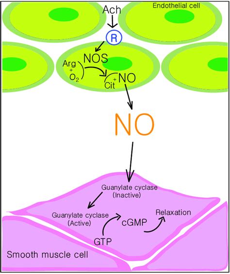1 The Relaxation Of The Smooth Muscle Cell And Subsequent