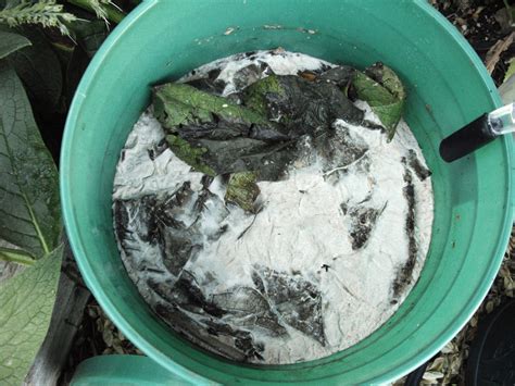 Mog Cottage Urban Farm: Using Russian Comfrey for Compost Tea