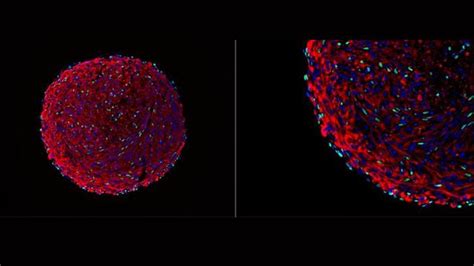 Researchers Develop 3d Organoid Culture Method For Generating Muscle Cells Technology Networks