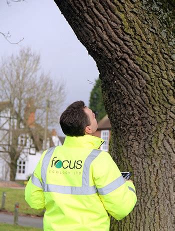 Tree Survey And Arboricultural Inspection Focus Ecology Ecological Survey ConsultantsFocus