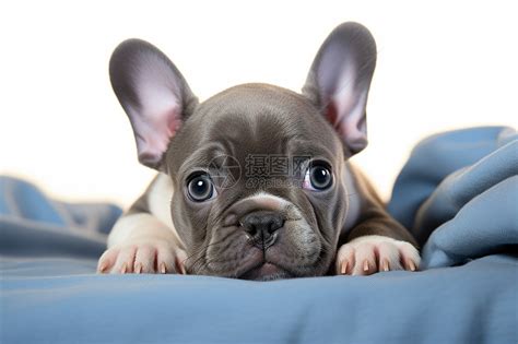 小法斗犬欢快悠然躺在床上高清图片下载 正版图片600776456 摄图网
