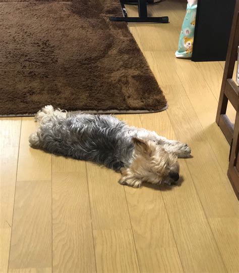 晴れてるうちに みさこどんのブログ