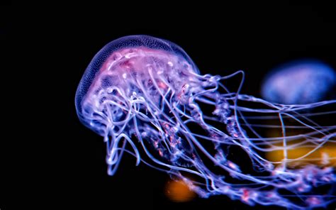 Glowing Jellyfish Wallpapers 67 Images