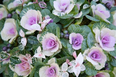 【ガーデニング】冬の庭がときめく。初心者でも育てやすい「多年草＆一年草」最強6選 「お手入れ楽ちん・手間なし」でもスタイリッシュ