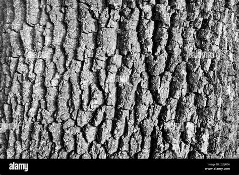Tree Bark Surface Texture Black And White Tree Skin Background Close Up Natural Bark Relief
