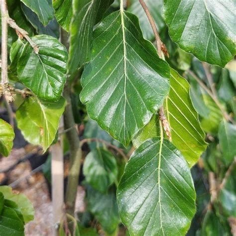 Fagus Sylvatica Pendula The Grange Garden Centre