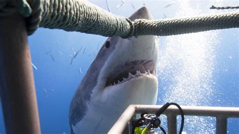 In Rare Attack Great White Shark Decapitates Diver In Mexico But Why