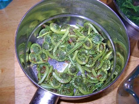 Fiddlehead Ferns Our Tiny Homestead