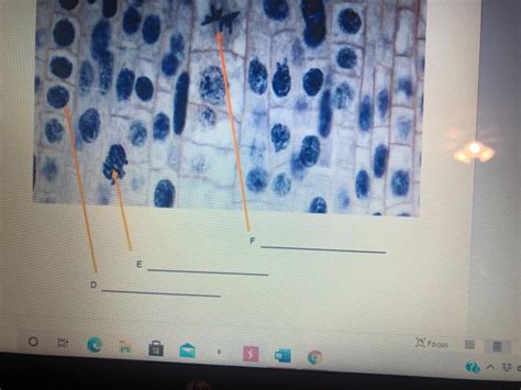 Part 1 Calculating Time Spent In Each Cell Cycle