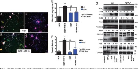 Figure 1 From P2y2 Receptor Activates Nerve Growth Factortrka
