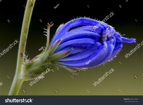 19 Pumilium Images, Stock Photos, 3D objects, & Vectors | Shutterstock