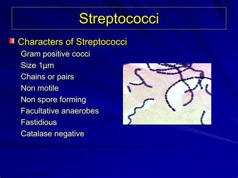 Ppt Streptococcus Powerpoint Presentation Free Download Id9520404