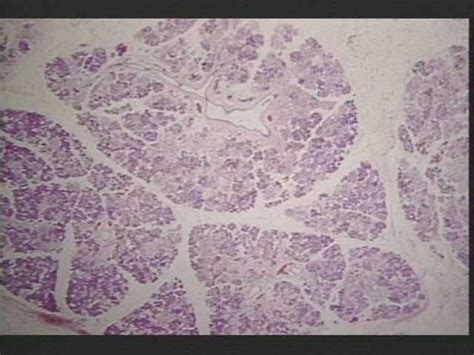 Digestive System Microscope Slides Flashcards Quizlet