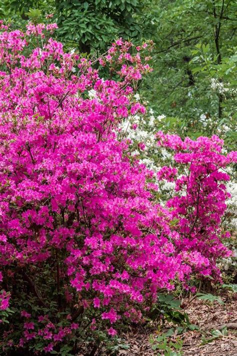 How To Grow And Care For Azalea Bushes Gardeners Path Azaleas