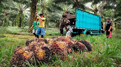 Ffb Prices In Jambi For The Period Of April 5 To 18 2024 Increase Palm Oil Magazine