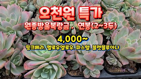 오천원 특가 와 새로 입고된 다육이 종류 예뻐요 ~ 노아다육 Youtube