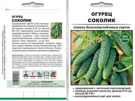 Сорта огурцов для открытого грунта: описание самых лучших и урожайных с ...