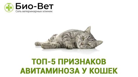 Топ-5 Признаков Авитаминоза У Кошек & Как Помочь Кошке При Авитаминозе ...