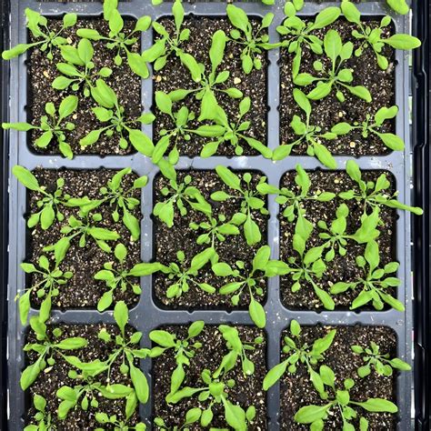 拟南芥突变体种植及表型分析、拍照上海浦芥生物技术有限公司