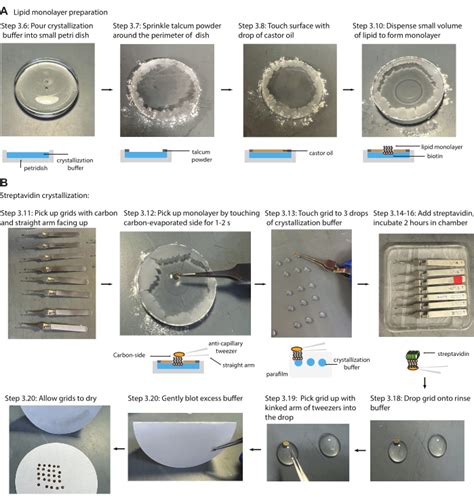 Streptavidin Affinity Grid Fabrication For Cryo Electron Microscopy