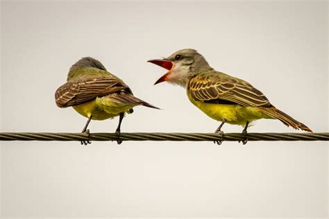 Navigating The Challenges Of Asynchronous Event Driven Schema Sharing