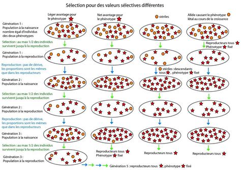 Unlocking The Key Exploring The Answer To Modern Evolutionary