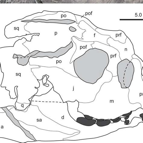 1 Examples Of Placodont Morphotypes A The Unarmoured Basal