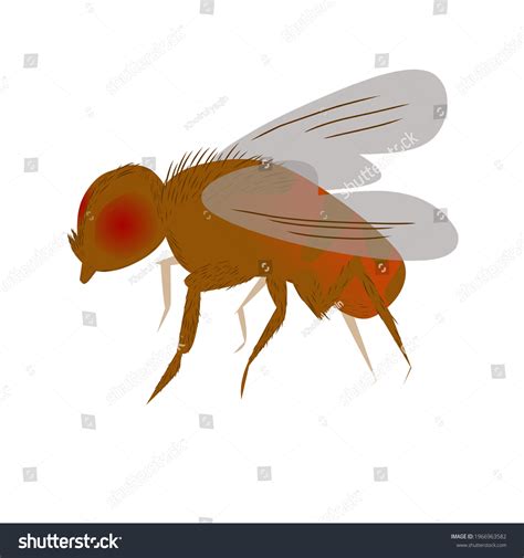Life Cycle Fruit Fly Drosophila Melanogaster Stock Vector Royalty Free