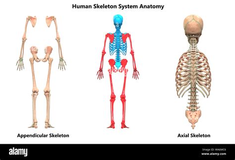 Human Skeleton System Appendicular And Axial Anatomy Posterior View