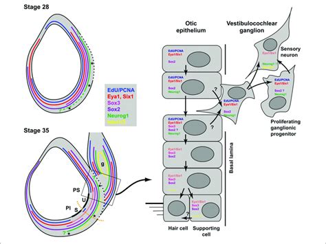 Neurogenesis And Sensory Area Formation In The Otic Vesicle Of