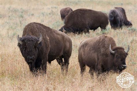 Ask A Naturalist How To Identify Male And Female Bison Eco Tour