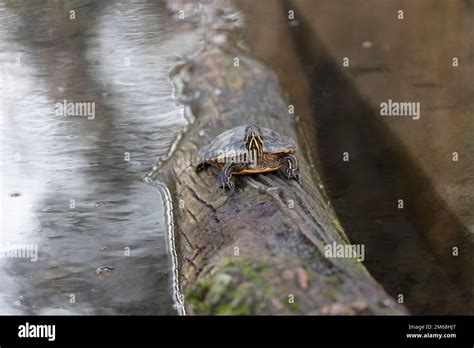 Red Eared Slider Trachemys Scripta An Introduced Problematic Turtle In