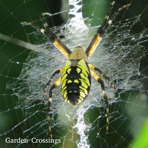 A Zipper Spider And Its Zipper Spun Web A Pretty Spectacular Sight